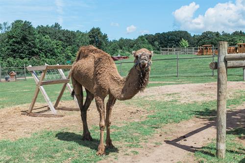 Lewis Adventure Farm & Zoo - Chamber Alliance of Mason County