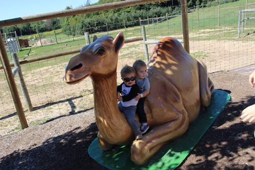 Lewis Adventure Farm & Zoo - Chamber Alliance of Mason County